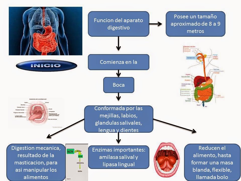 El Blog de Fisiologia de Israel Aramburo Lucas: funciones del aparato ...