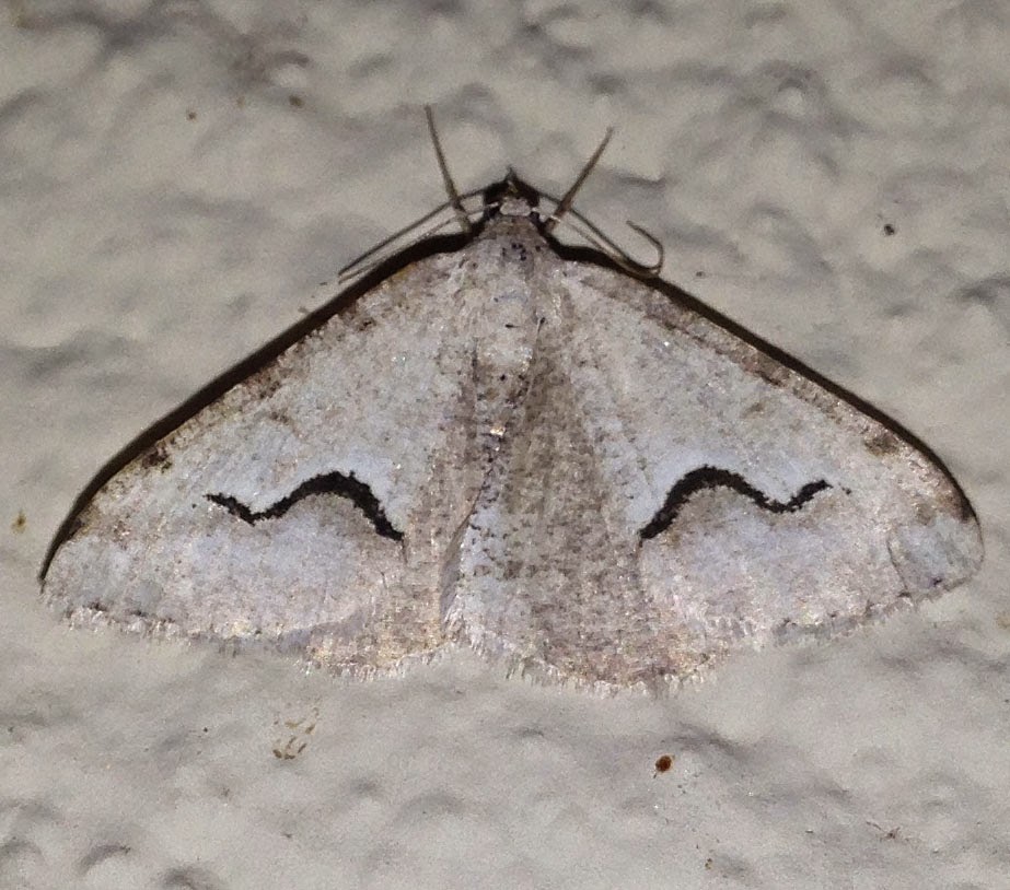 Birdernaturalist: Tucson Moths in February