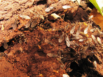 BeautifulNativePlants: Insects are a Weighty Matter