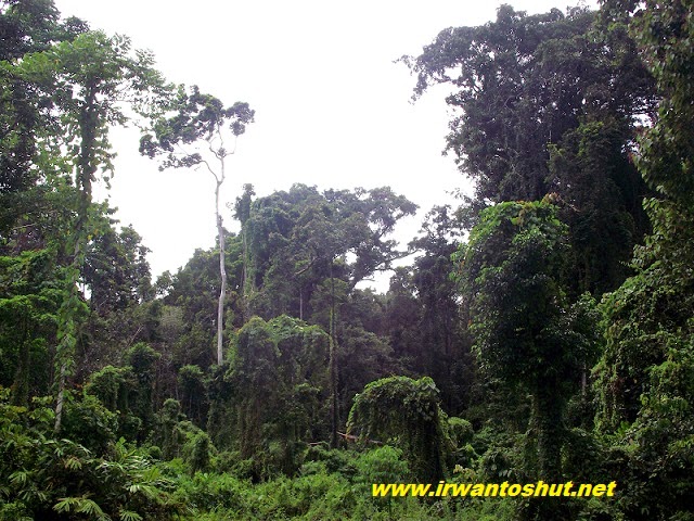 Blog IRWANTOshut: KARAKTERISTIK ATAU CIRI-CIRI KHUSUS HUTAN HUJAN TROPIS.