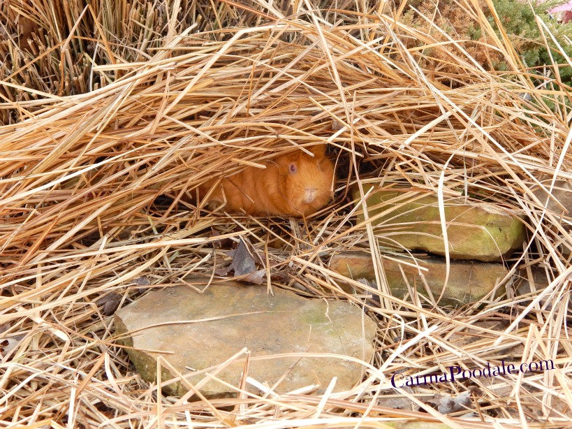 Carma Poodale : Groundhog Day In Kentucky