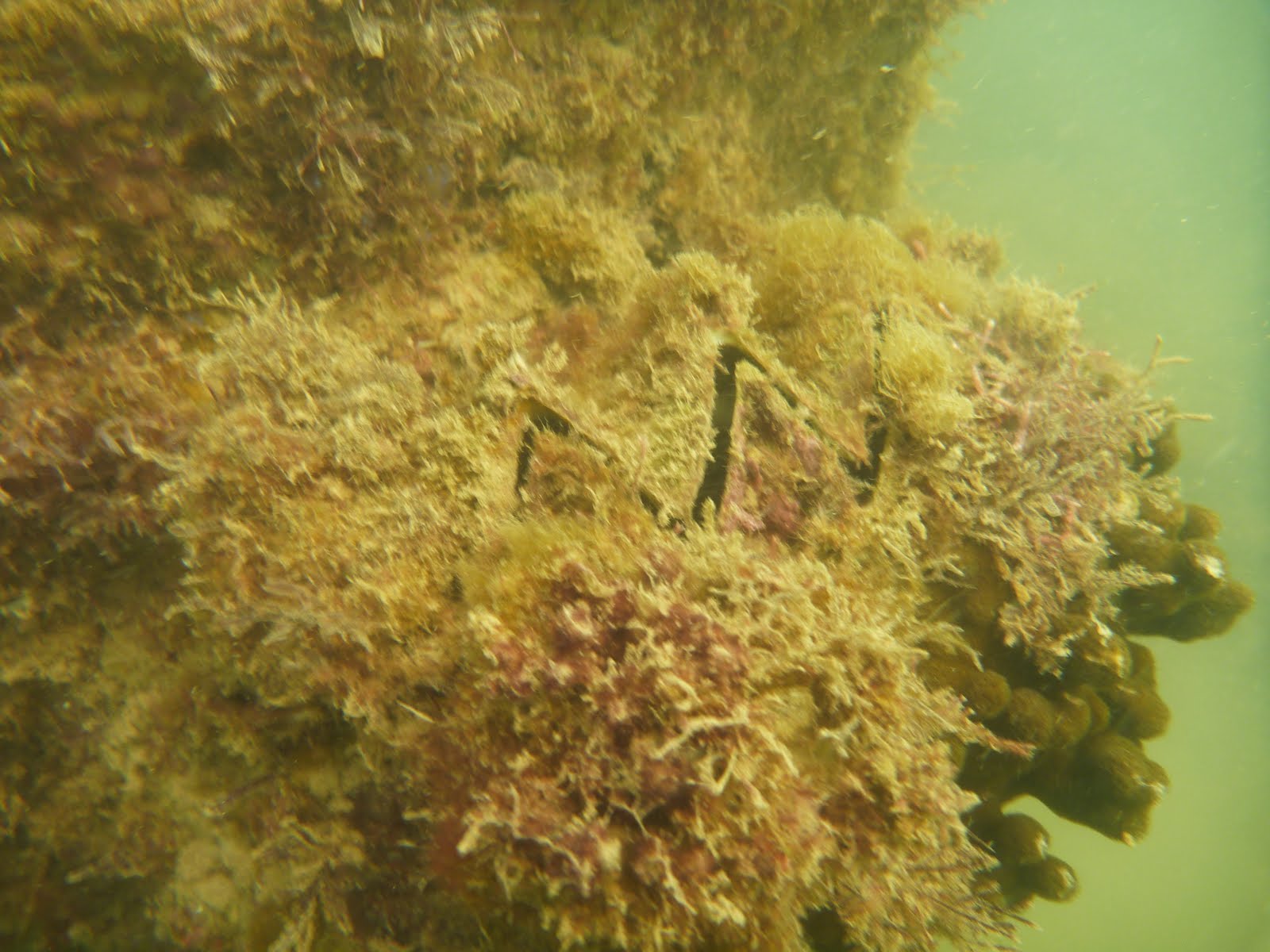 Down Unda: SS Moltke Ship Wreck, Magnetic Island