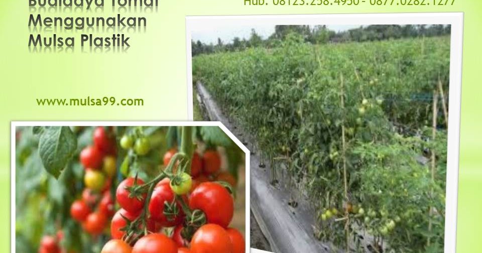 Cara Bertanam Tomat Agar Hasil Panen Melimpah | Pertanian Modern