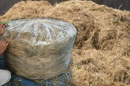 pengertian jerami amoniasi dan cara pembuatan jerami amoniasi - Akademi ...