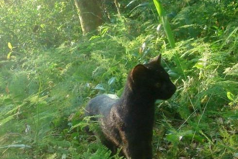 .BLOG LUIZ AFONSO COSTA: Espécie em extinção do Gato Mourisco é ...