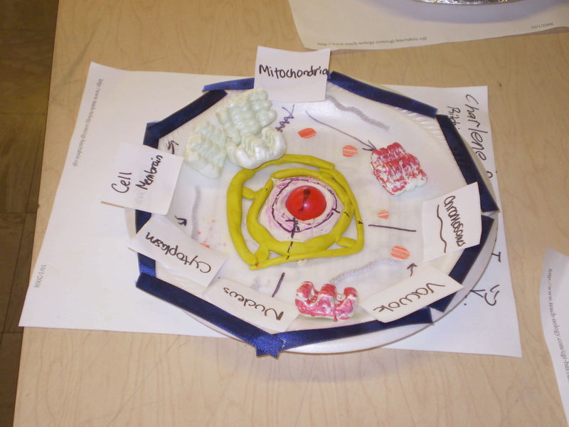 " El blog de Miss Esther ": Natural Sciences