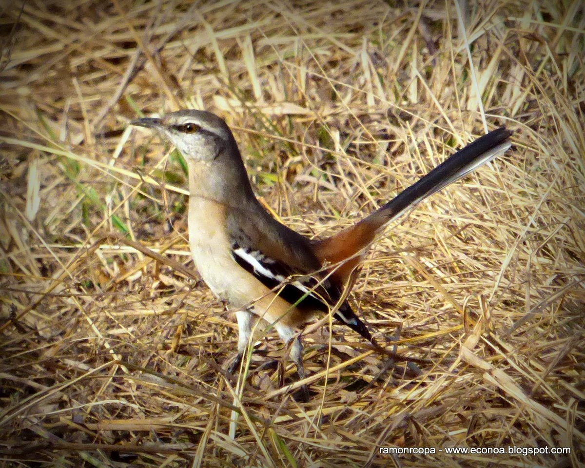 Aves del NOA y algo mas..: Calandria real(Mimus triurus)