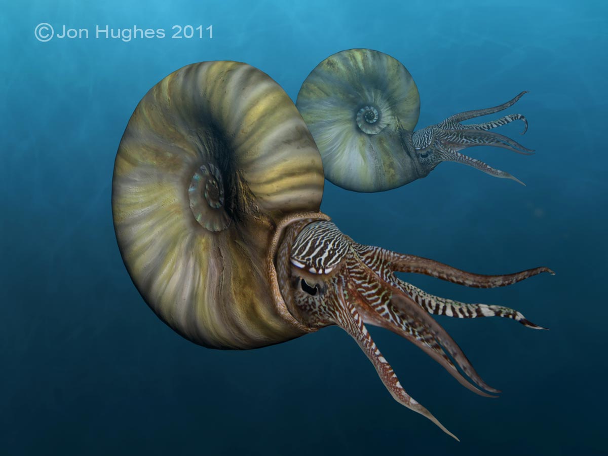 regalos originales paleontologia arqueologia llavero ammonites