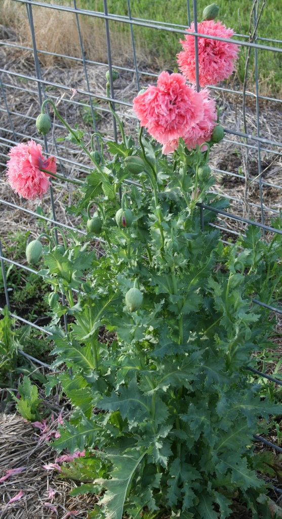 Garden Musings: Pink Poppy Perfection