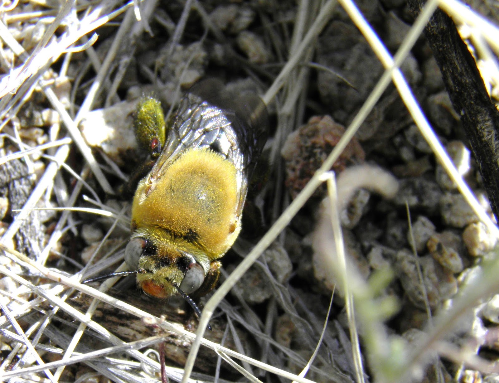 Arizona: Beetles, Bugs, Birds and more: Centris Bees and White Ratanay ...