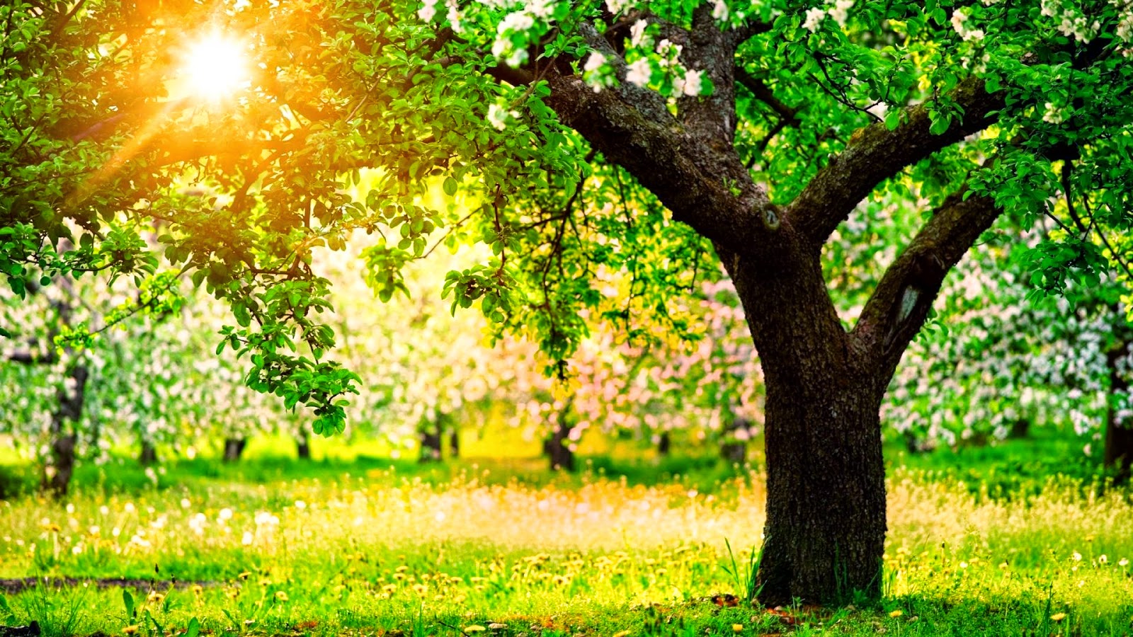 HD Wallpaper
