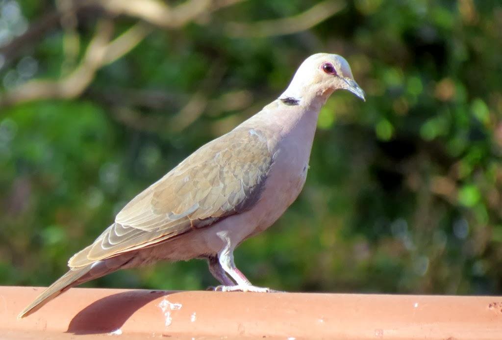 Kreatiewe Joernaal: kransduif