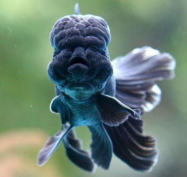 GALLERY FUNNY GAME: Humorous cool fish, joke cool fish, hilarious cool fish