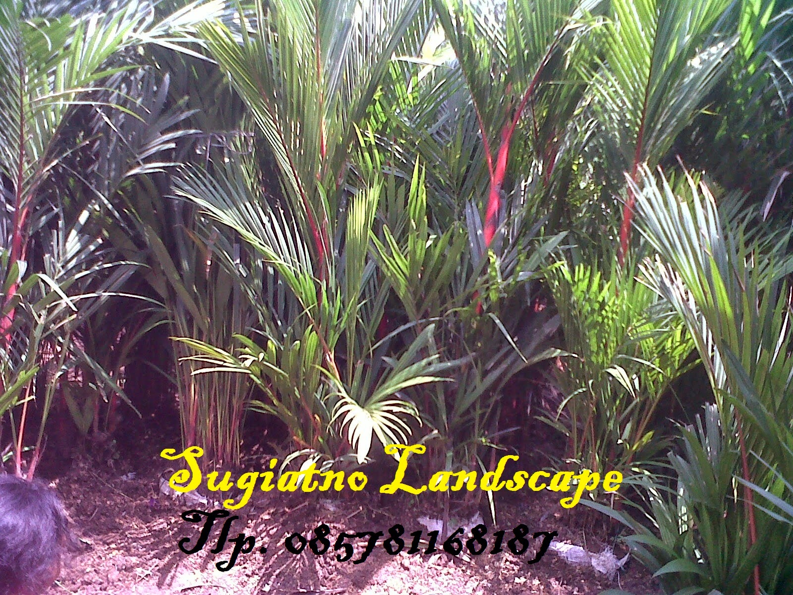 Jual palem merah murah | Harga pohon palem | Tukang taman | Grosir ... Jual palem merah murah | Harga pohon palem | Tukang taman | Grosir ...
