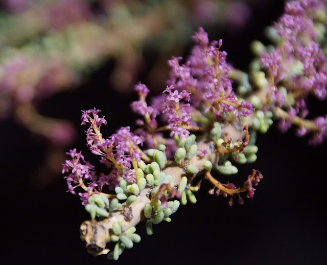 Special Bloom Day Inter-City CSS Show Blooms August 2016
