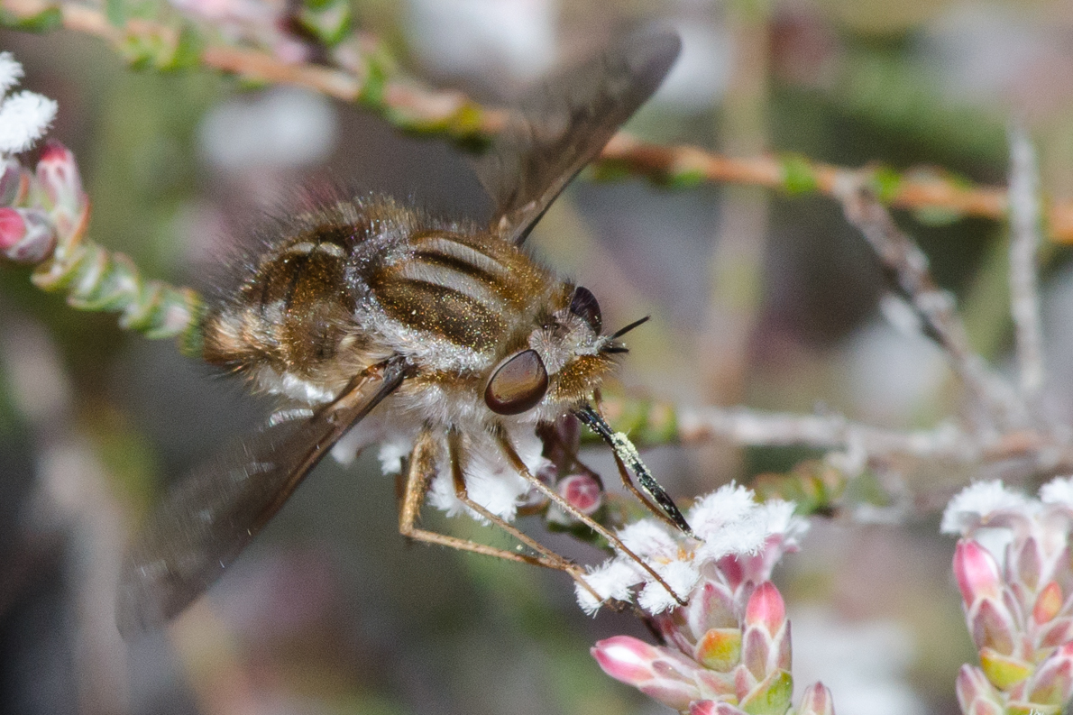 Real Monstrosities: Beard Heath