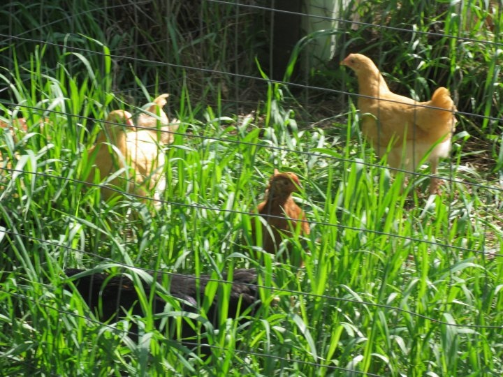 Frugal Living in South Dakota: Chickens and egg production in your yard