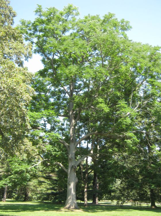 Future Plants by Randy Stewart: Gymnocladus - Coffee Tree