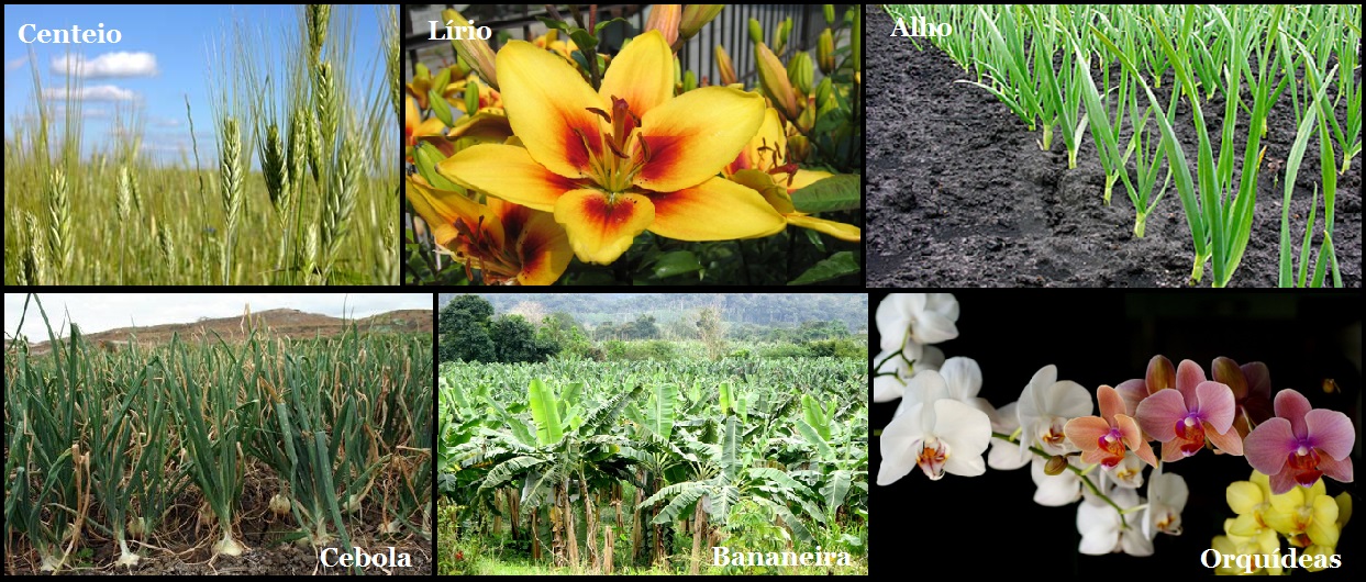 Monocotiledôneas e Dicotiledôneas