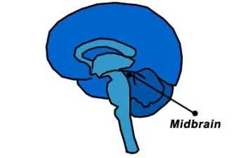 Midbrain, Si Otak Tengah yang Luar Biasa | Nia Haryanto's Blog