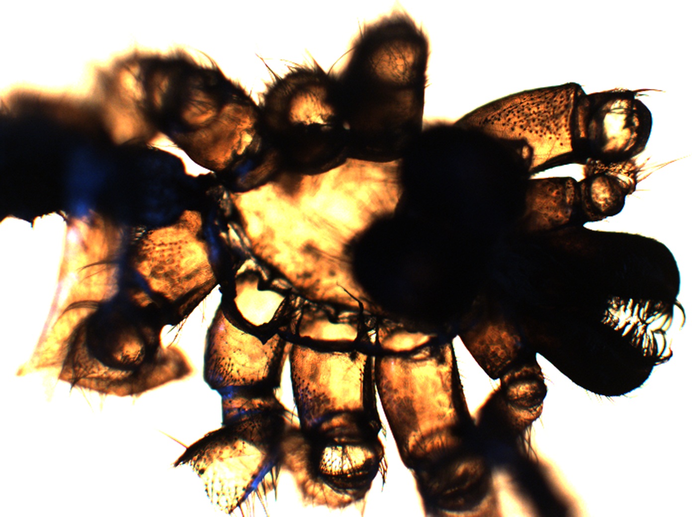 Ruth Kerr: Spider photos and microscope images