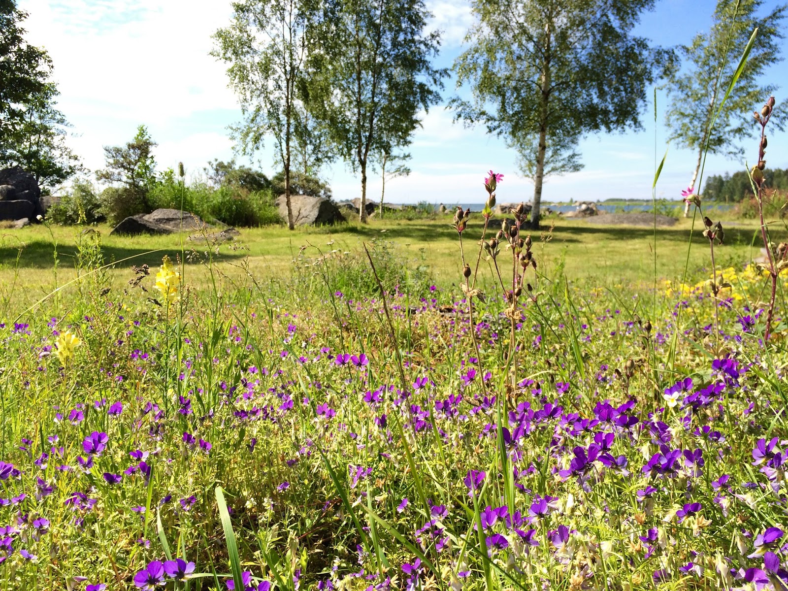 Life in the suburb!: Sommar i Sverige vs. sommar i USA (Mid-Atlantic)