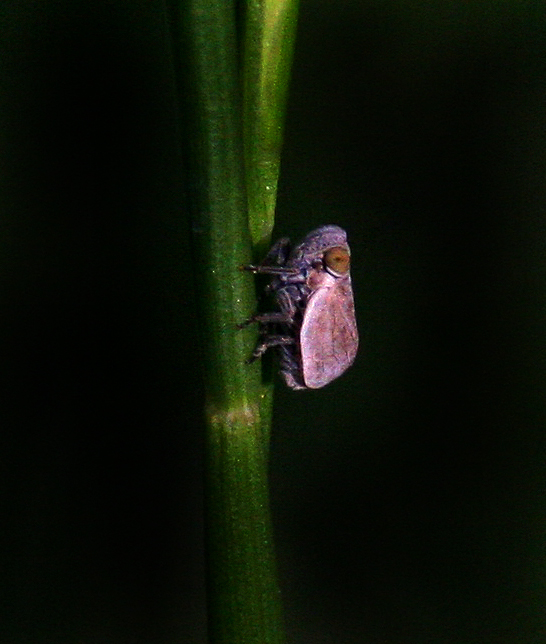La Faunia de Helena: Insectos