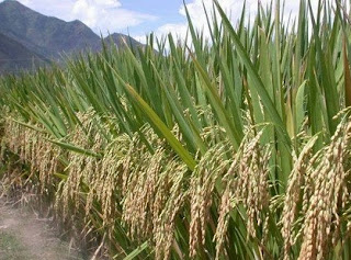 Ilmu Teknologi Pertanian: PADI / Paddy ( Oryza Sativa )