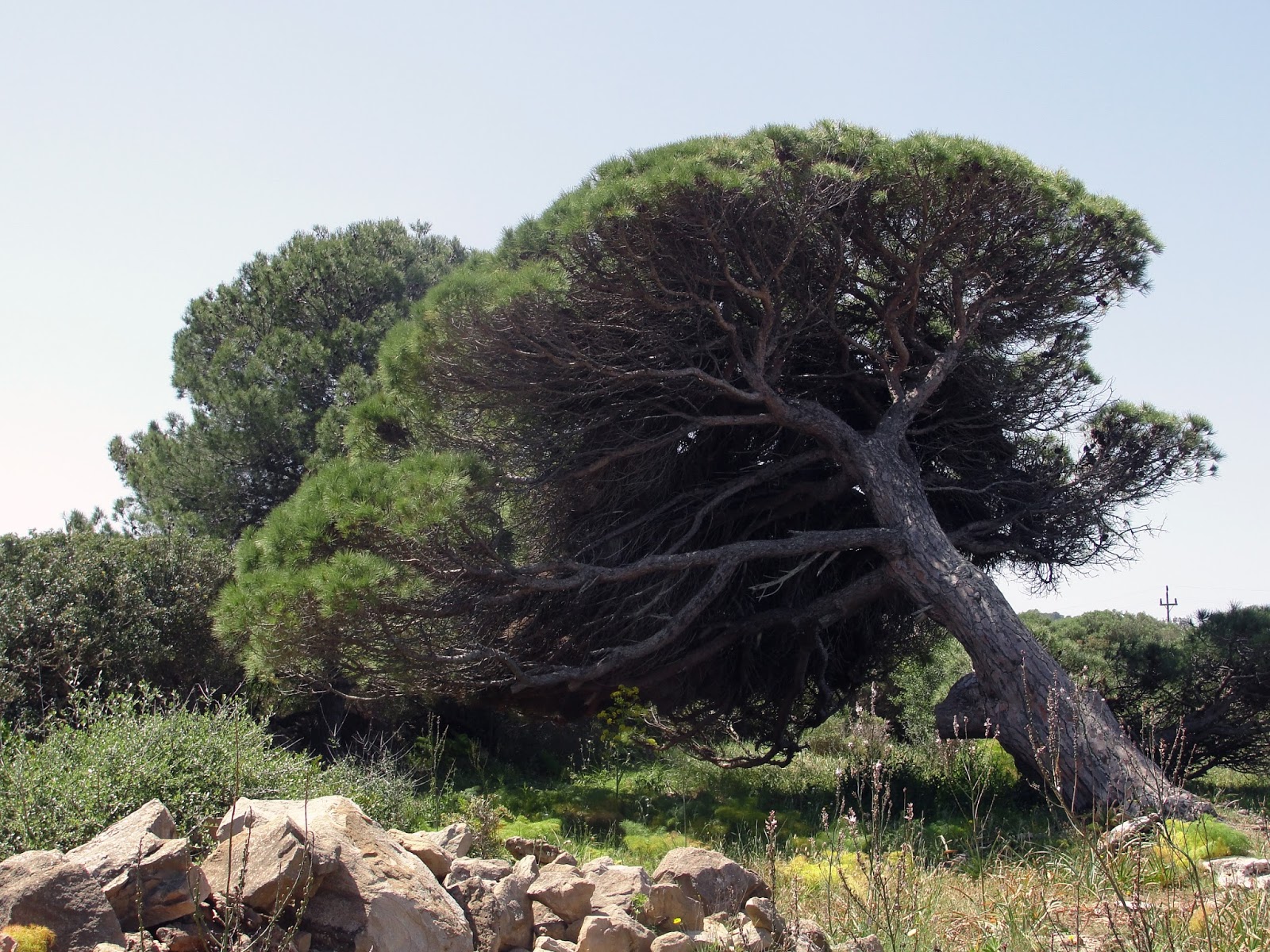 imatges de menorca: PI PINYER - PI VER (Pinus pinea L.) MENORCA