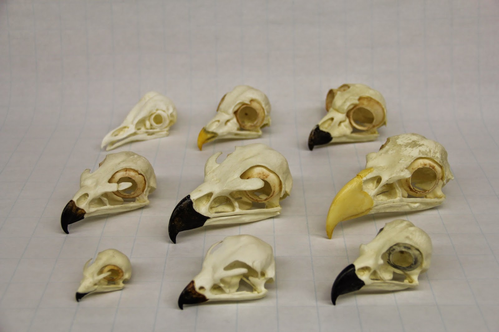 Isabella Conservation District Environmental Education Program: Raptors ...