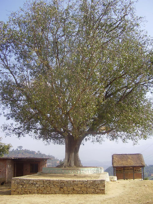 Save the Community Bench