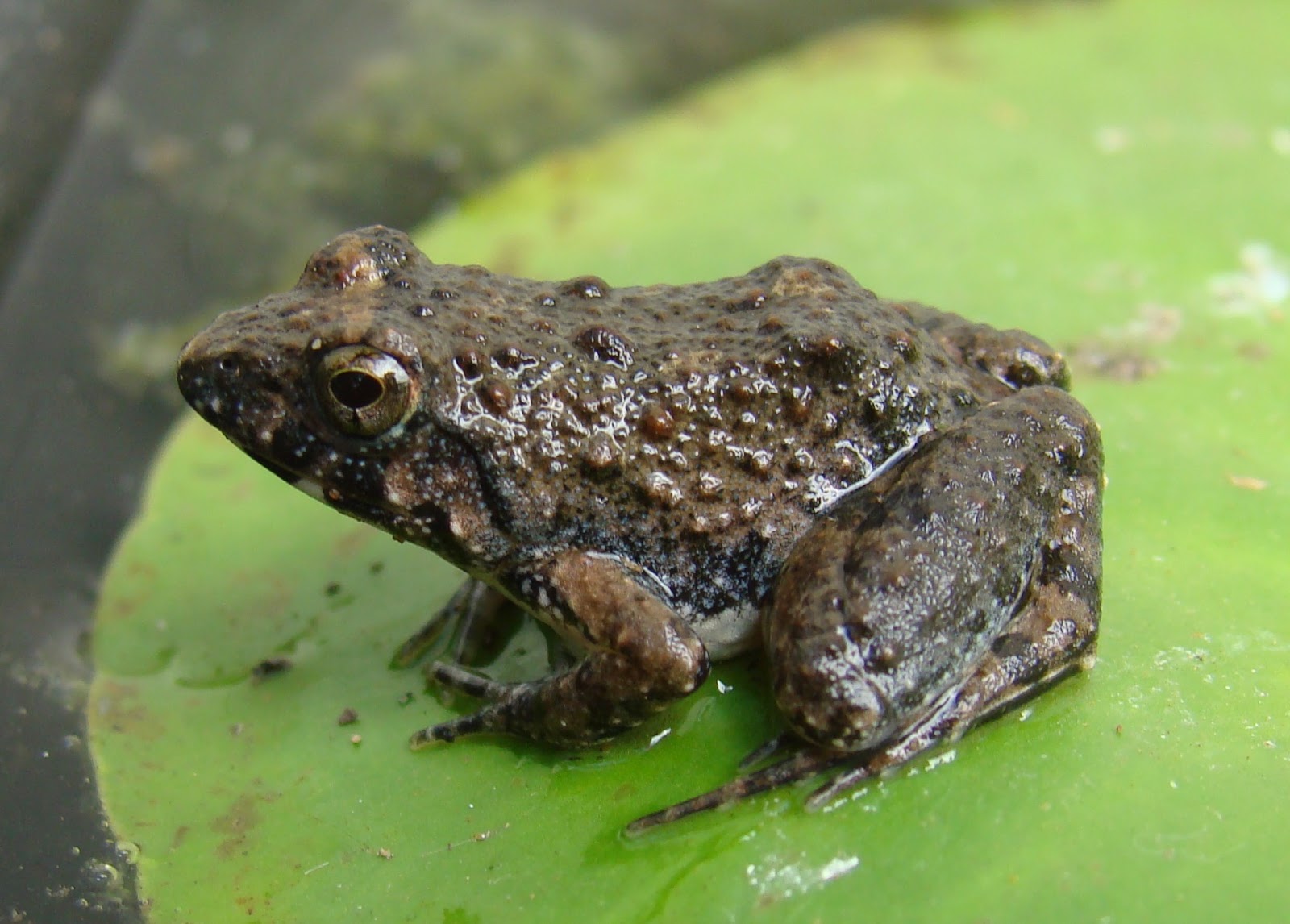 Environmental Rehabilitation and Indigenous Landscape Design