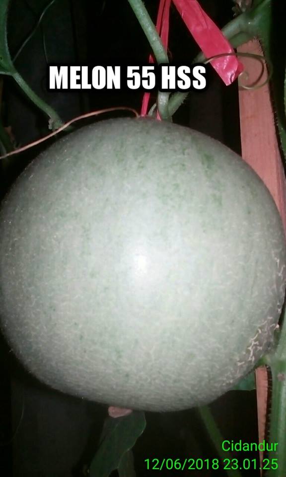 Kebun Dzikri: Ciri-ciri Bunga Jantan Dan Betina Pada Tanaman Melon dan ...