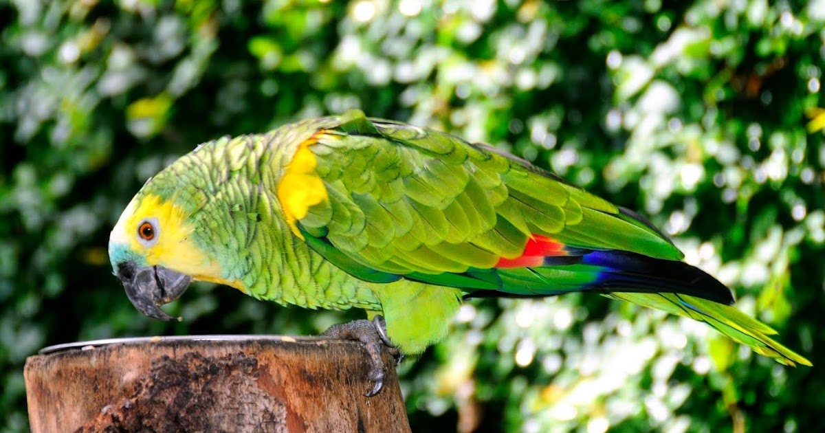 LORO: CARACTERÍSTICAS Y NOMBRES : CUIDADOS Y NOMBRES PARA TU MASCOTA