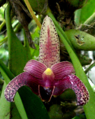 Wild orchids in sumatra: Bulbophyllum sumatranum Garay, Hamer ...