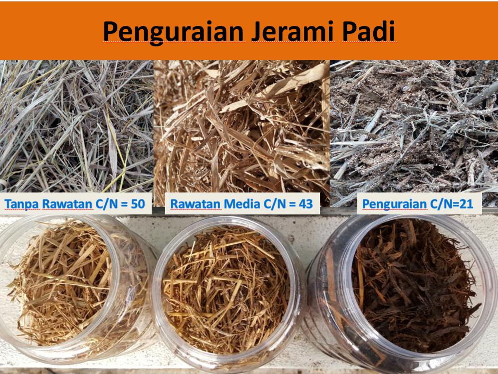 BLOG - DUNIA PERTANIAN MALAYSIA: PENGURUSAN KELESTARIAN TANAMAN PADI ...