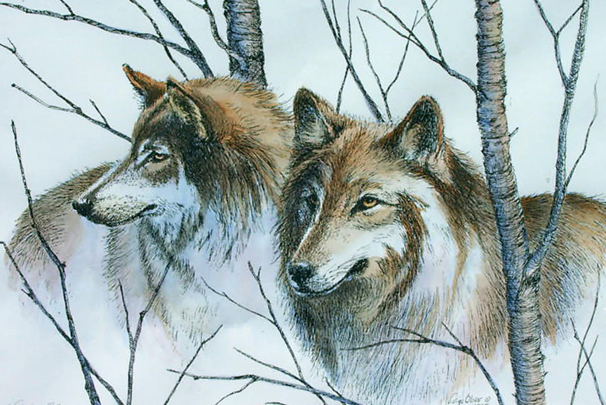 Viviano - Artist: Birds and Others in Pen and Ink