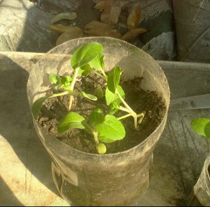 Gulayan klasrum (pechay plant)