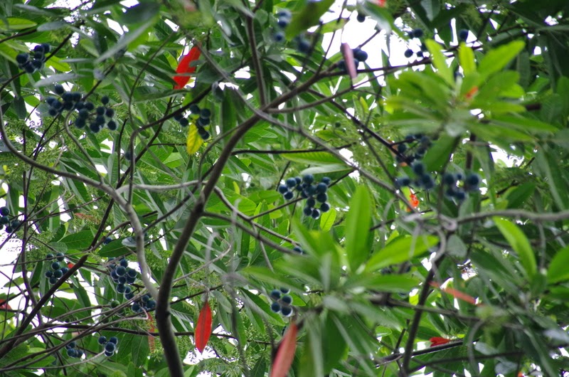 Trees and Plants: Blue Marble Tree (Elaeocarpus Angustifolius)