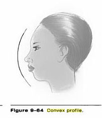 Concave vs. Convex Profile (updated) | expressing your truth blog