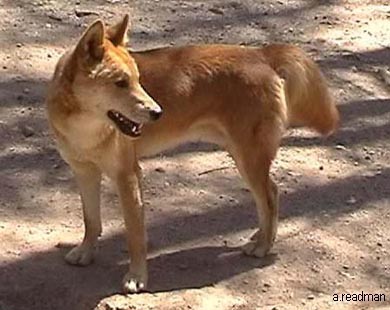 Animal Encyclopedia: Dingo