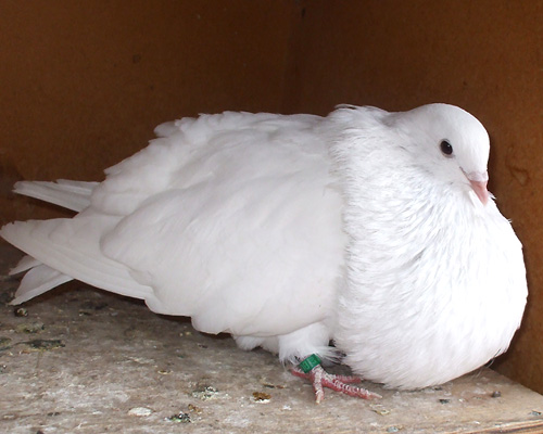 Marchenero Pouter | BD PIGEONS