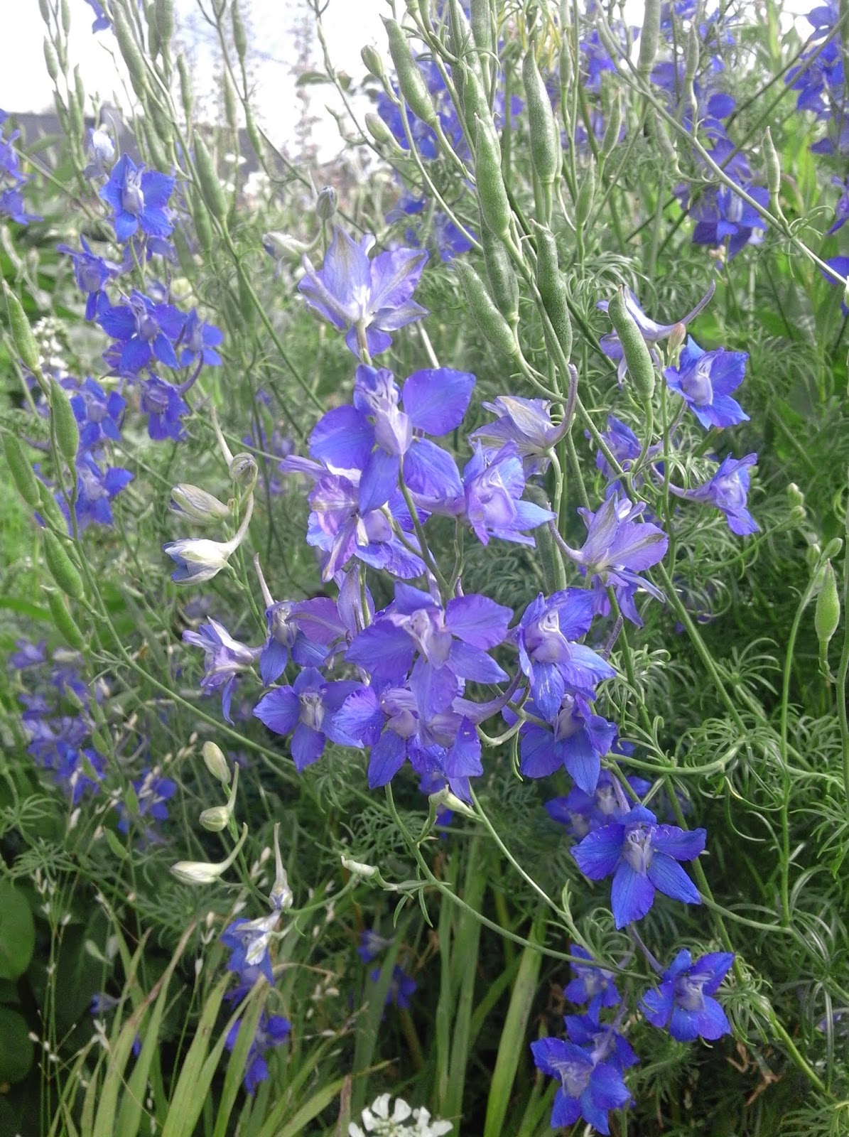 Jardin à Welekete: Delphinium consolida