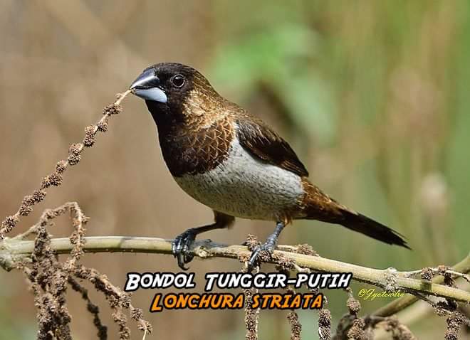 Super Cantik! 25 Jenis Finch Asli Indonesia - Gaco Gacor