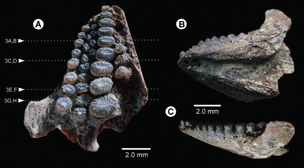 Sciency Thoughts: Grimmenodon aureum: A new species of Pycnodont Fish ...