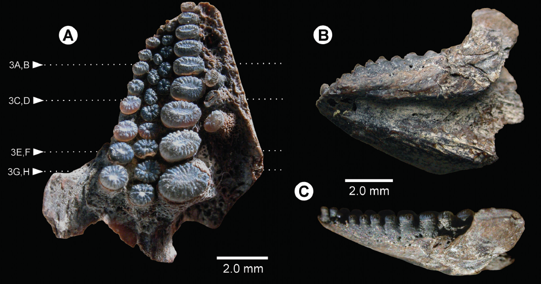 Sciency Thoughts: Grimmenodon aureum: A new species of Pycnodont Fish ...