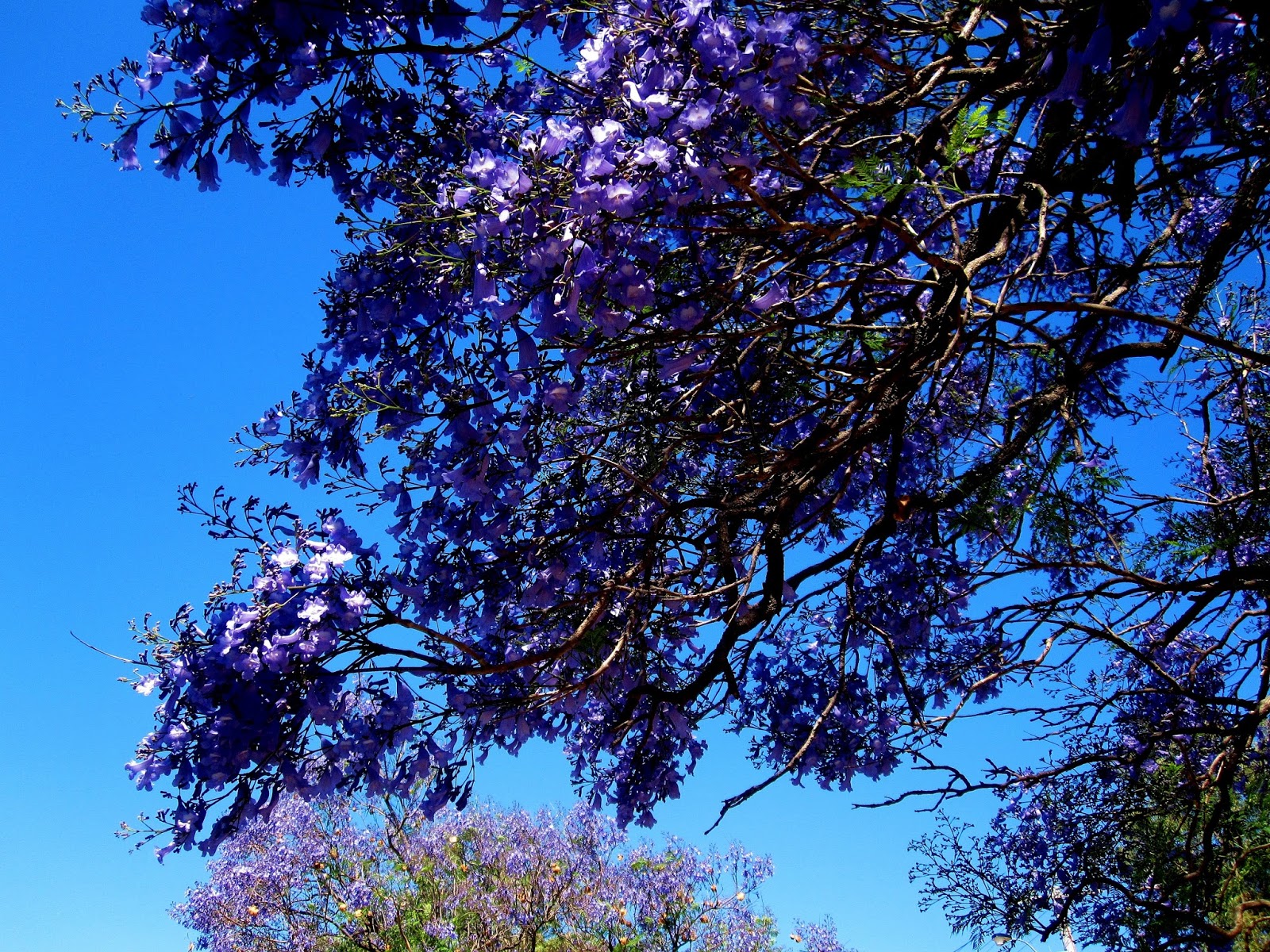 Jacaranda, the Tree of Heaven