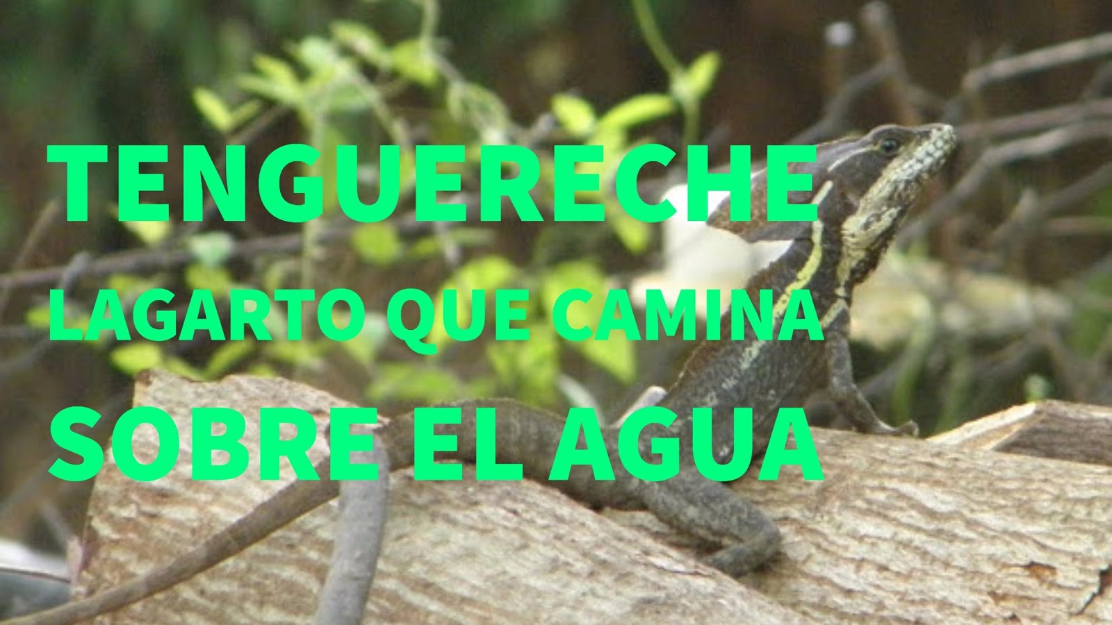 Tenguereche Lagarto que Camina sobre el Agua - El Salvador Región Magica
