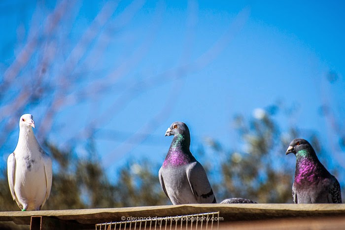 Criador de palomos El Nandi: Nuestros palomos mensajeros