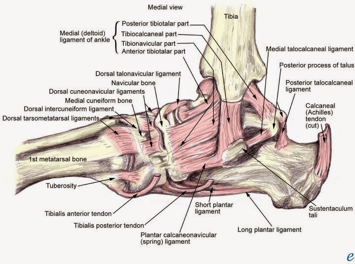 PODOLOGIA: LOS PIES SOBRE LA TIERRA: LIGAMENTOS DEL PIE